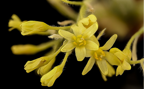 The growing pains of MDMA: Destruction of the Sassafras Tree – ECFES